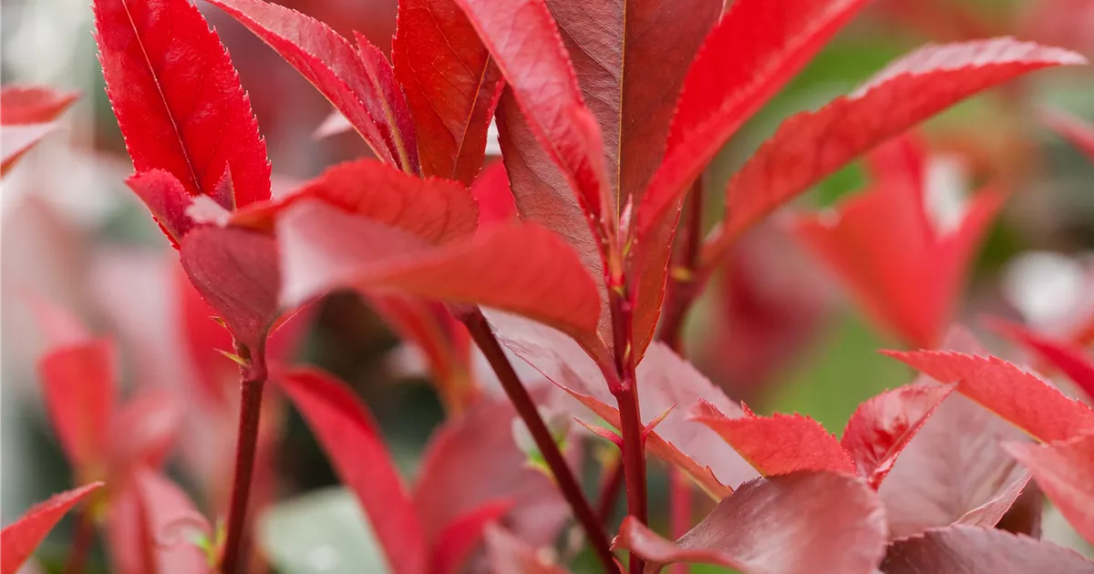 Photinia fraseri 'Devil's Dream'
