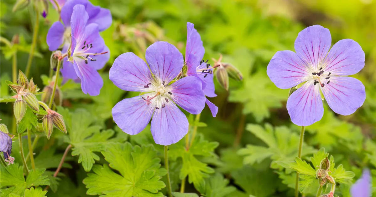 Geranium himalayense 'Baby Blue'