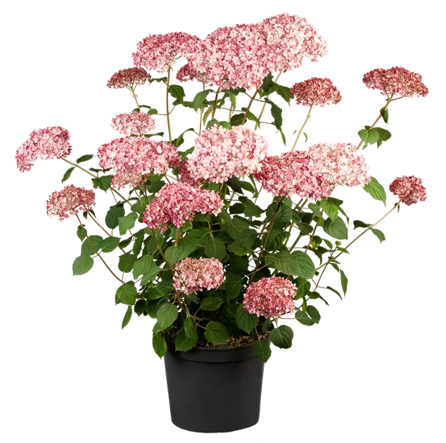 Hydrangea arbor. pink annabelle