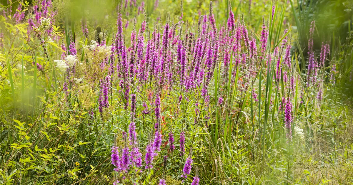 Lythrum virgatum 'Dropmore Purple'